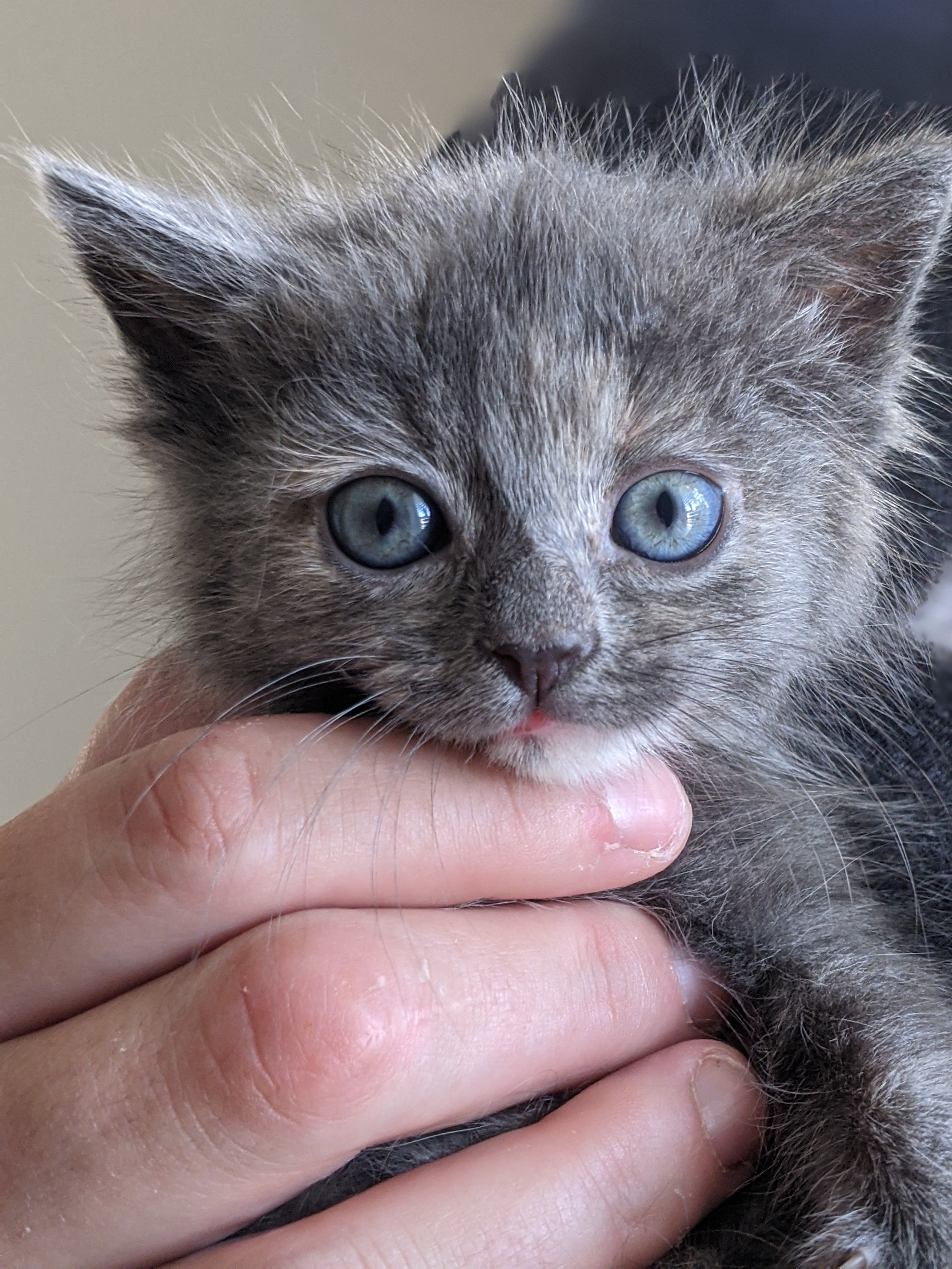 Supply Wishlists | Kitten Alliance