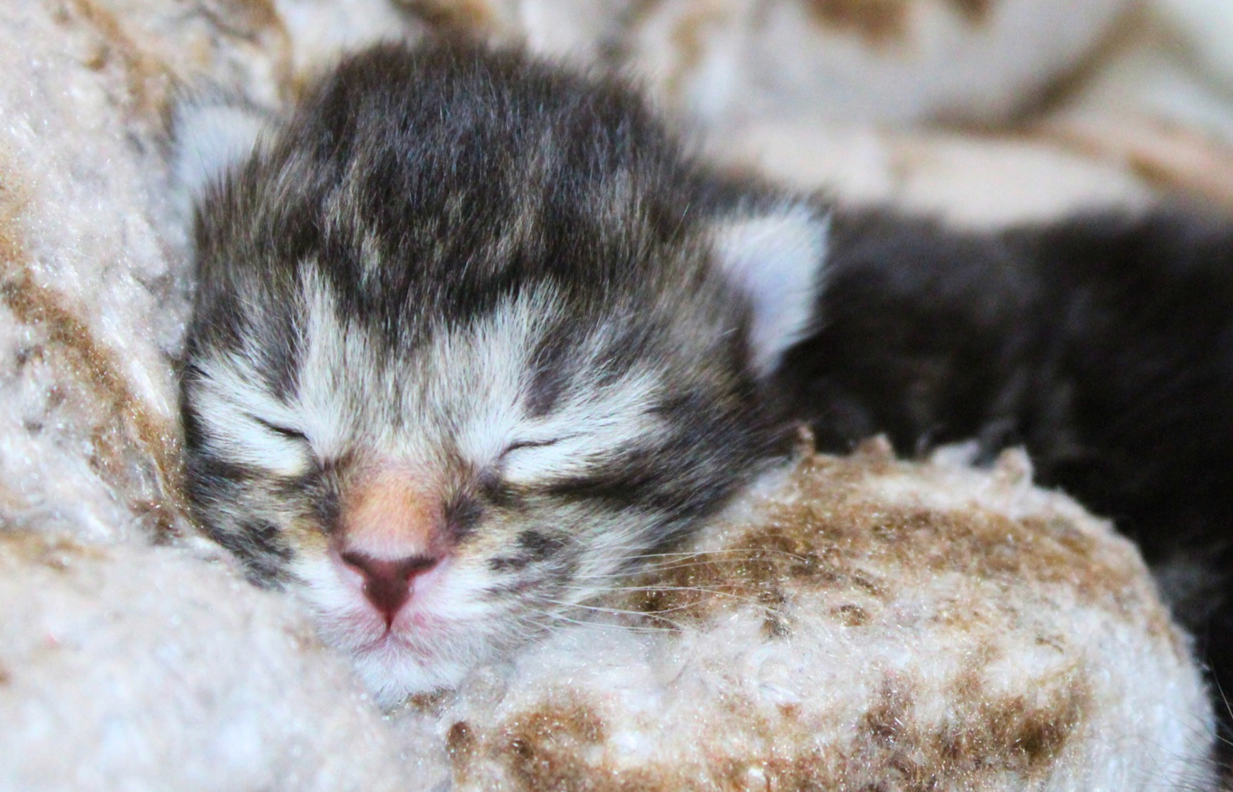 Cold Kitten = Critical Kitten: Why Temperature Matters Most