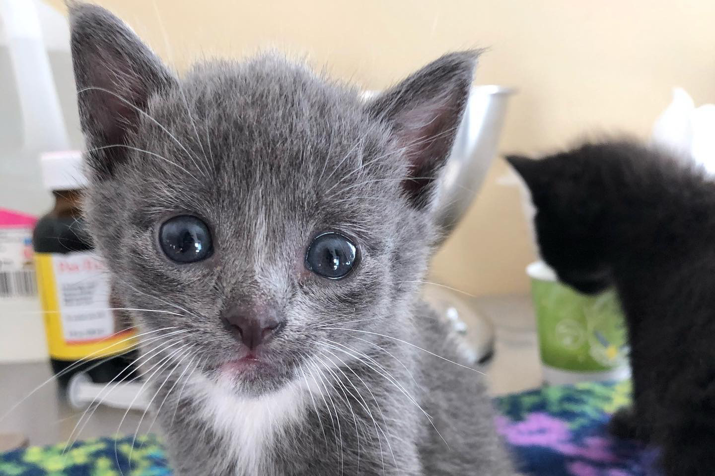 Foster | Kitten Alliance