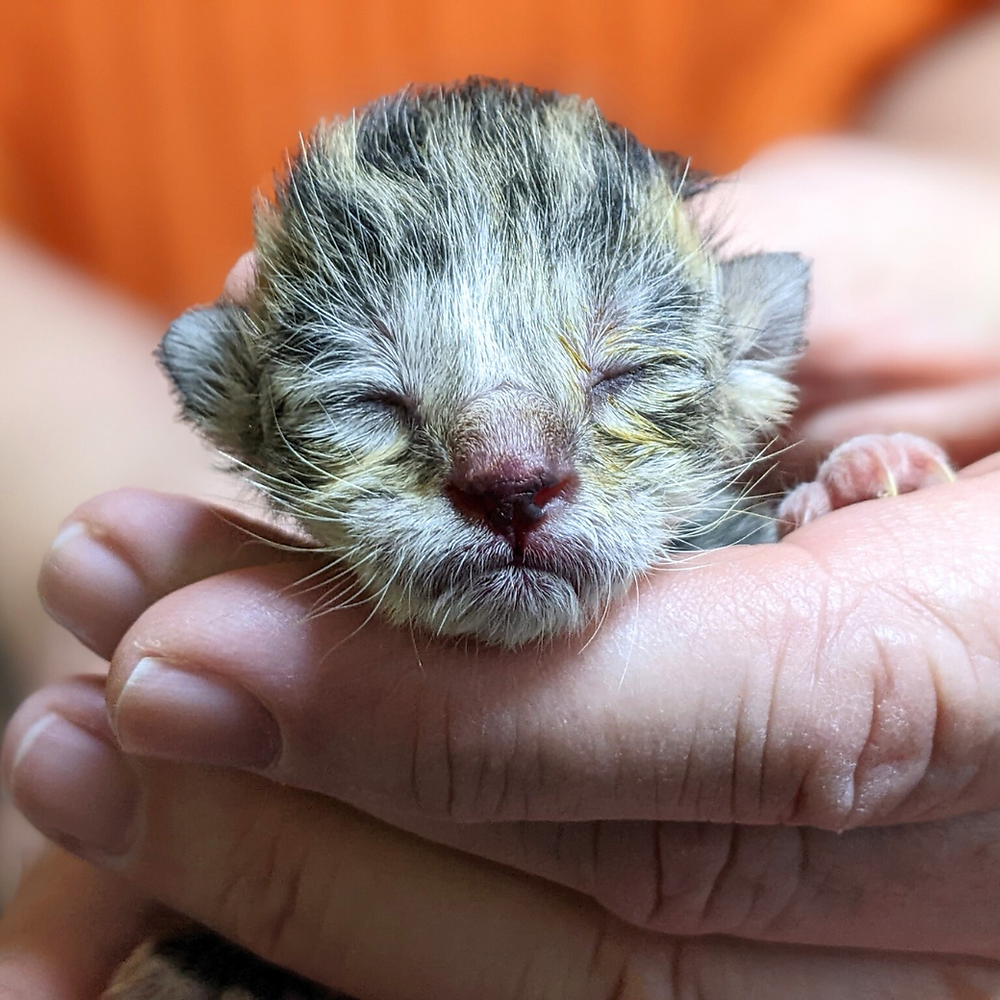 How to Tell a Kitten’s Age at a Glance (And Why It Matters)
