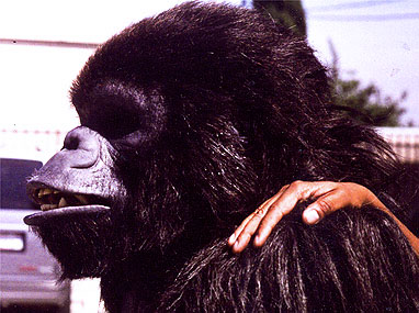 Gorilla Anatomorphex