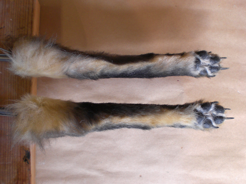 FOX ARMS | anatomorphex