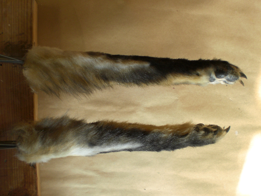 FOX ARMS | anatomorphex