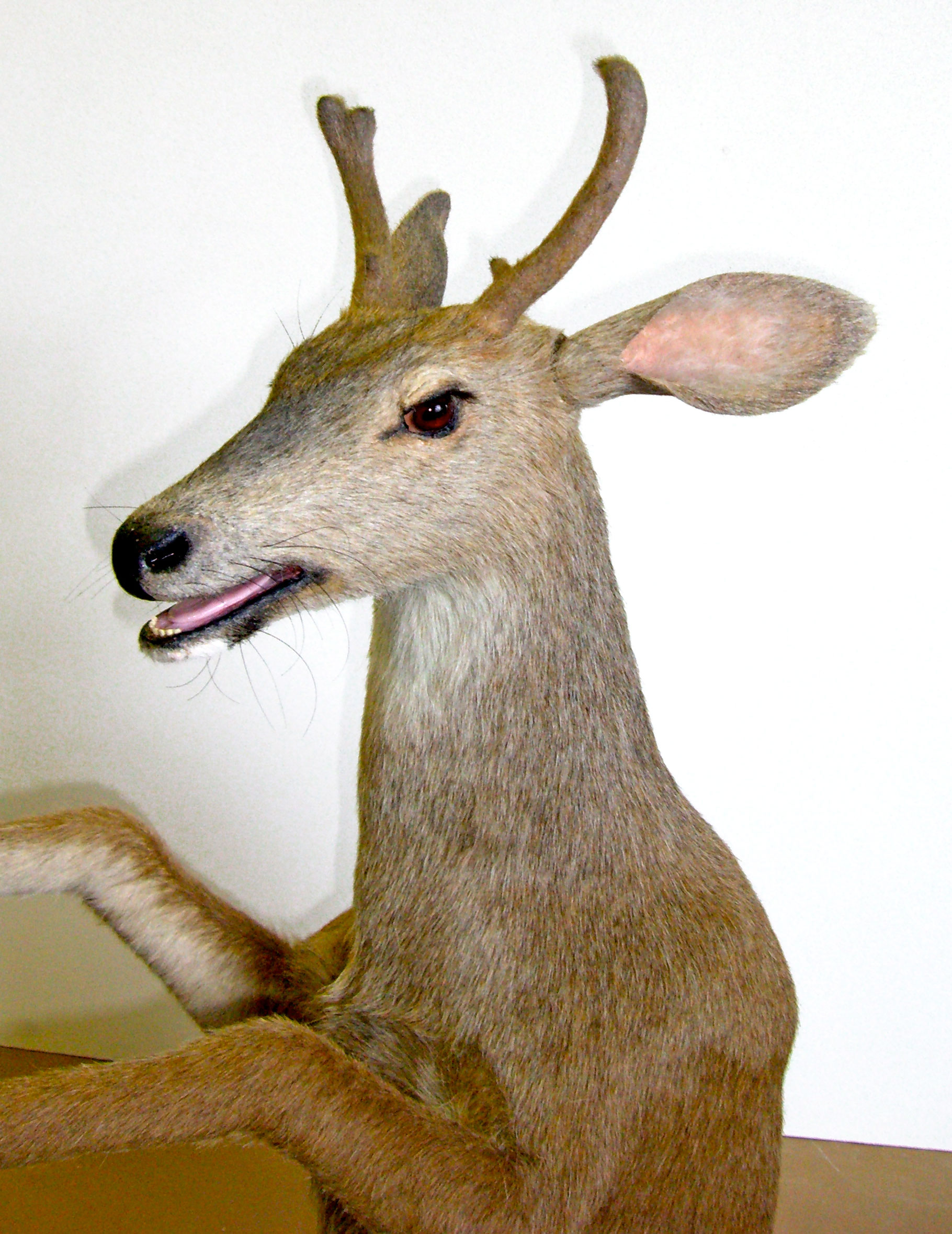 DEER HALF | anatomorphex