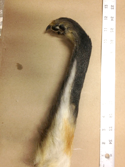 FOX ARMS | anatomorphex