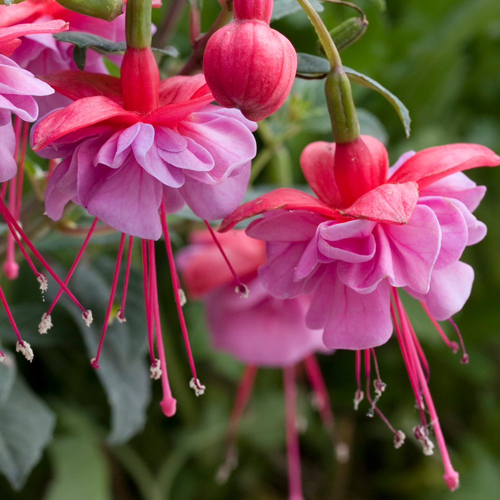 Heidi Ann: fuchsia van de maand augustus 2019