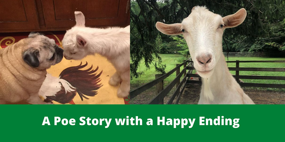 A Poe Story With A Happy Ending a-poe-story-with-a-happy-ending