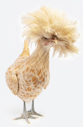 NPIP - IN STOCK NOW! Buff Laced Polish Pullet Juniors (1-3mo ...