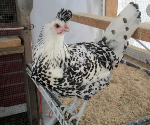 NPIP- Silver Spangled Appenzeller Spitzhauben Pullets (1-3mo ...