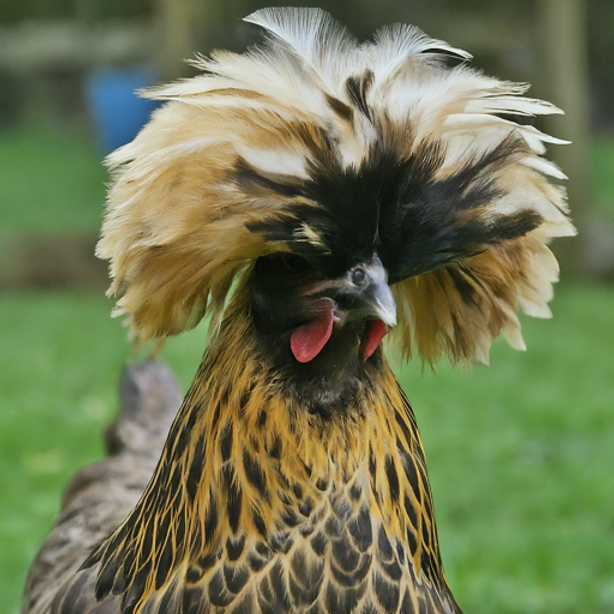 The Polish Chicken