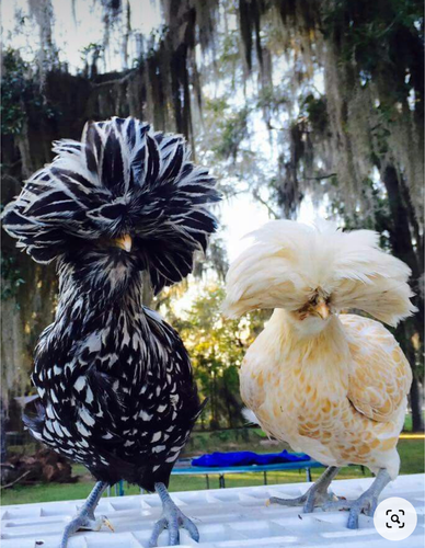 IN STOCK! NPIP Adult Polish Crested Chickens (5.5 Months) *Vaccinated ...