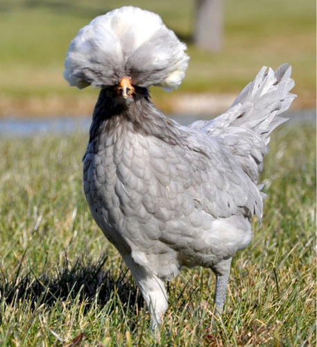 NPIP-IN STOCK! White Crested Blue Polish Pullet Chicks-VACCINATED | The ...