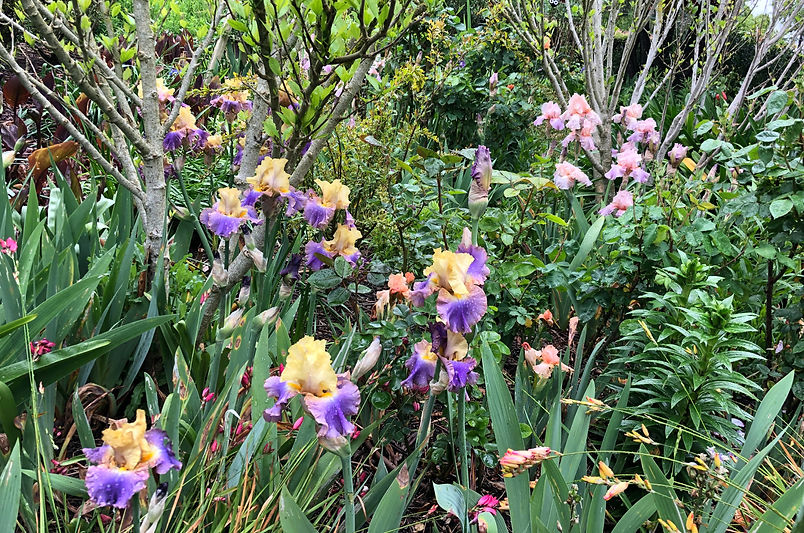 Home | The Iris Society of Australia