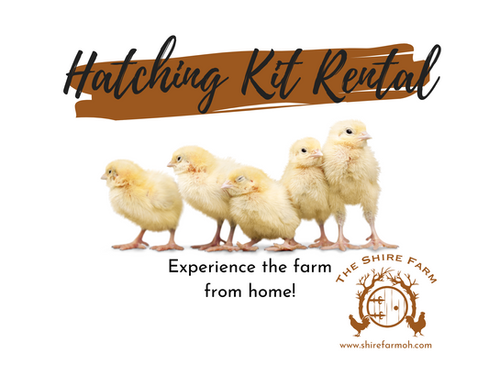 Hatching Kit Rental | The Shire Farm