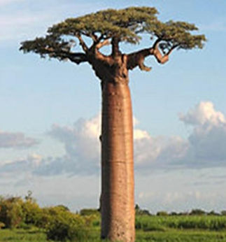 Baobab Tree - our Logo | HKAF