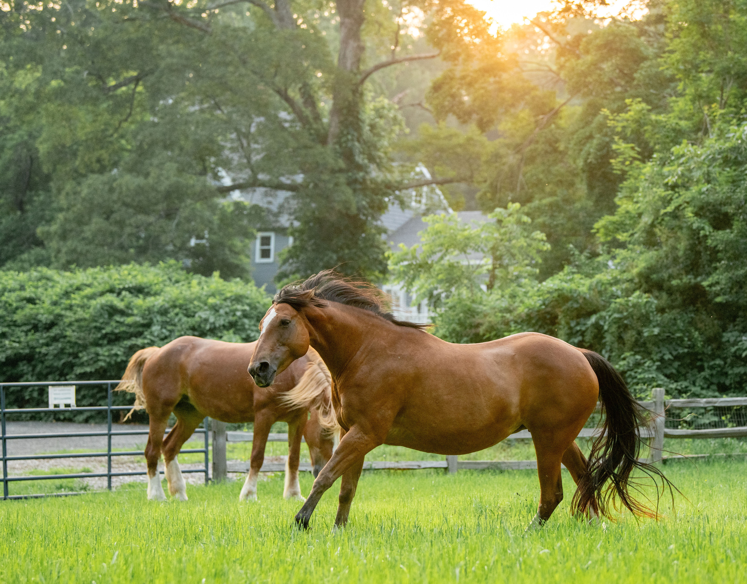 Business Mentoring | Equi Evolution