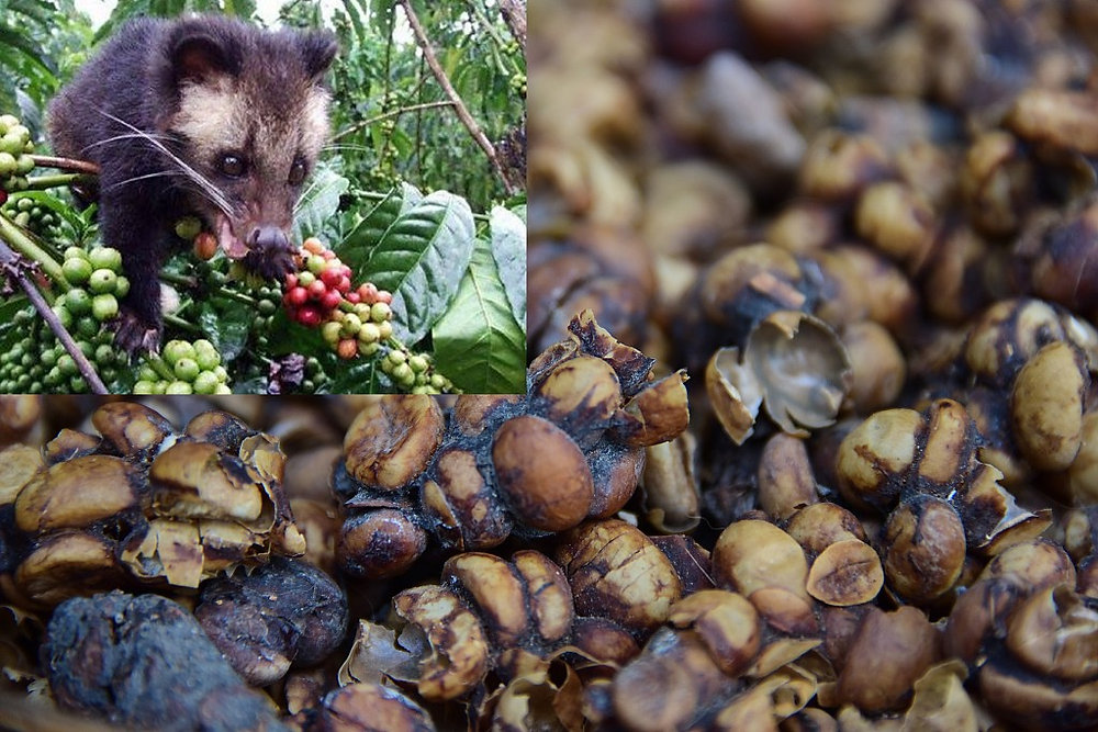 kopi luwak - the worlds most expensive coffee made of civet cat poop