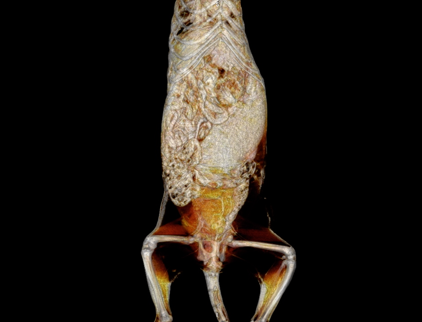 Vimago HDVI Exotics Stelluna