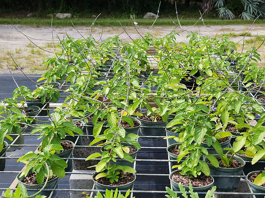 Indian Trails Native Nursery | Lake Worth Native Plants | 6315 Park ...