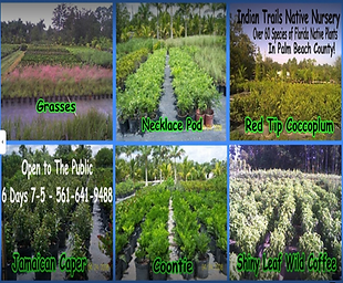Indian Trails Native Nursery | Lake Worth Native Plants | 6315 Park ...
