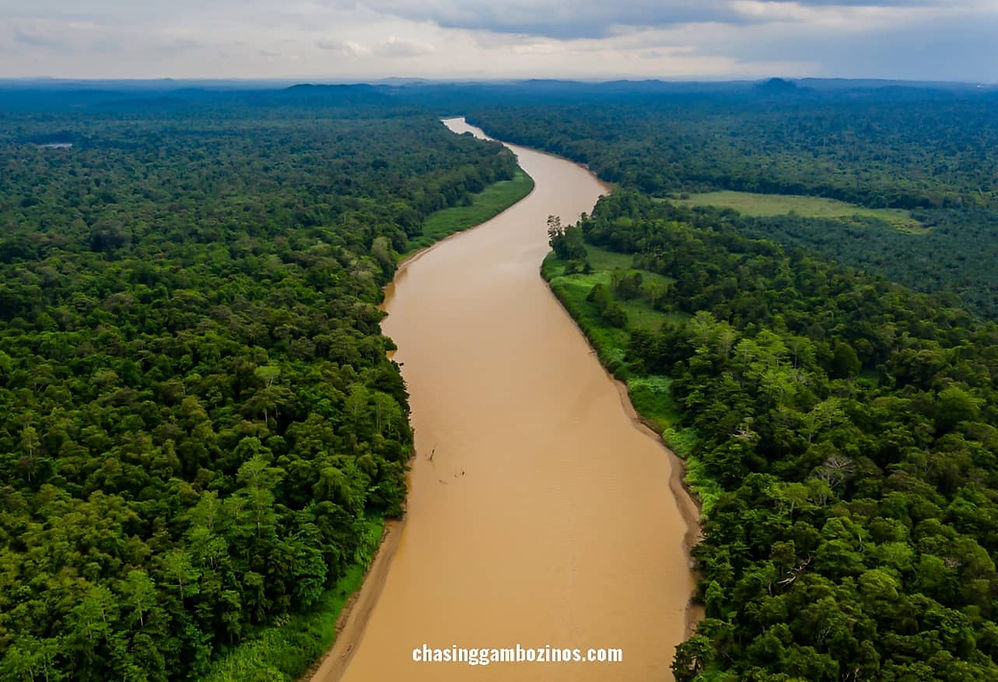 Kinabatangan River Ultimate Guide 2025 | See Orangutans in Borneo