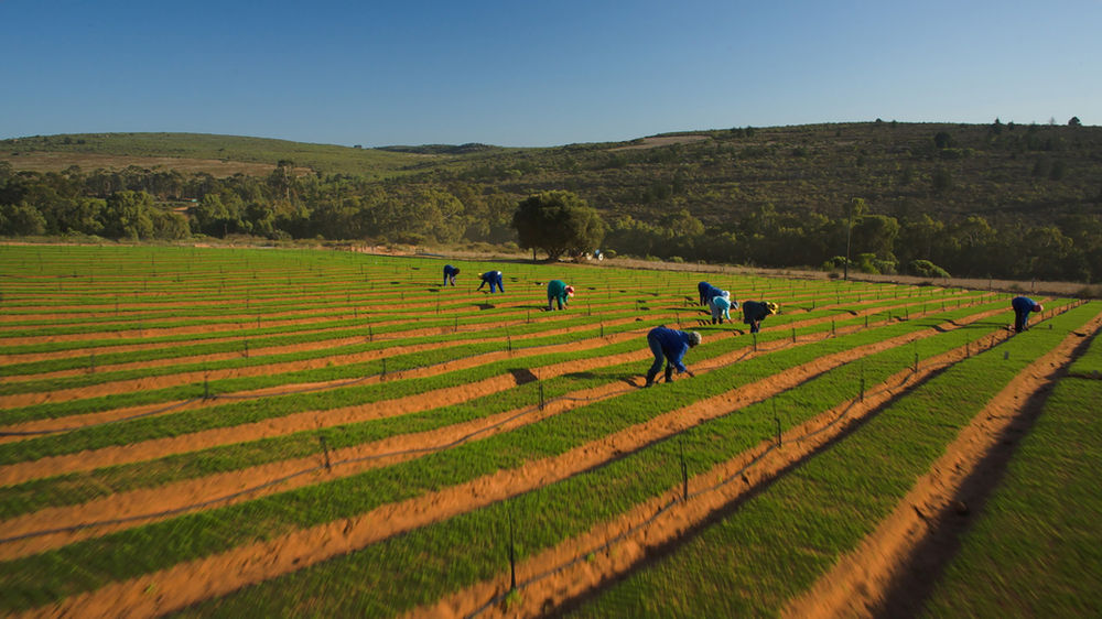 Where Does Rooibos Come From?