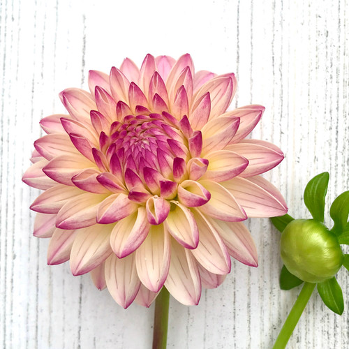 Valley Porcupine | DreamlandFlowerFarm