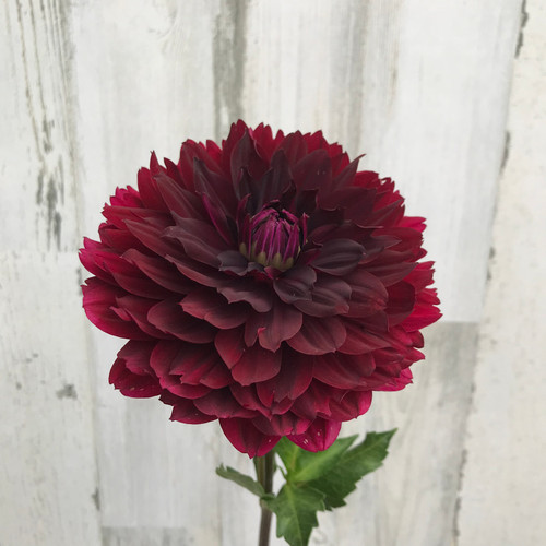 Hollyhill black widow | DreamlandFlowerFarm