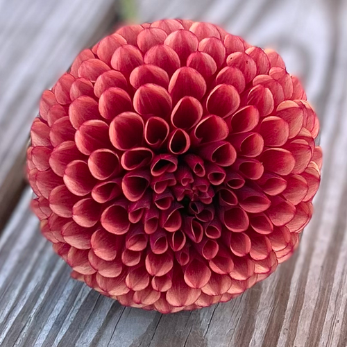 Copper Boy | DreamlandFlowerFarm