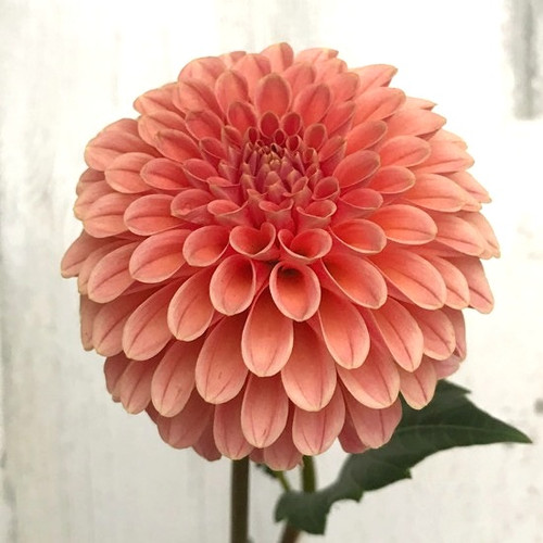 Rose Toscano | DreamlandFlowerFarm