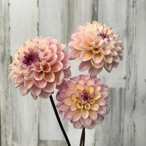 Wine Eyed Jill | DreamlandFlowerFarm