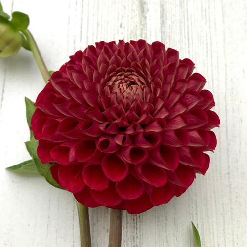 Cornel | DreamlandFlowerFarm