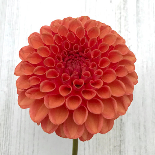 Valley Rust Bucket | DreamlandFlowerFarm