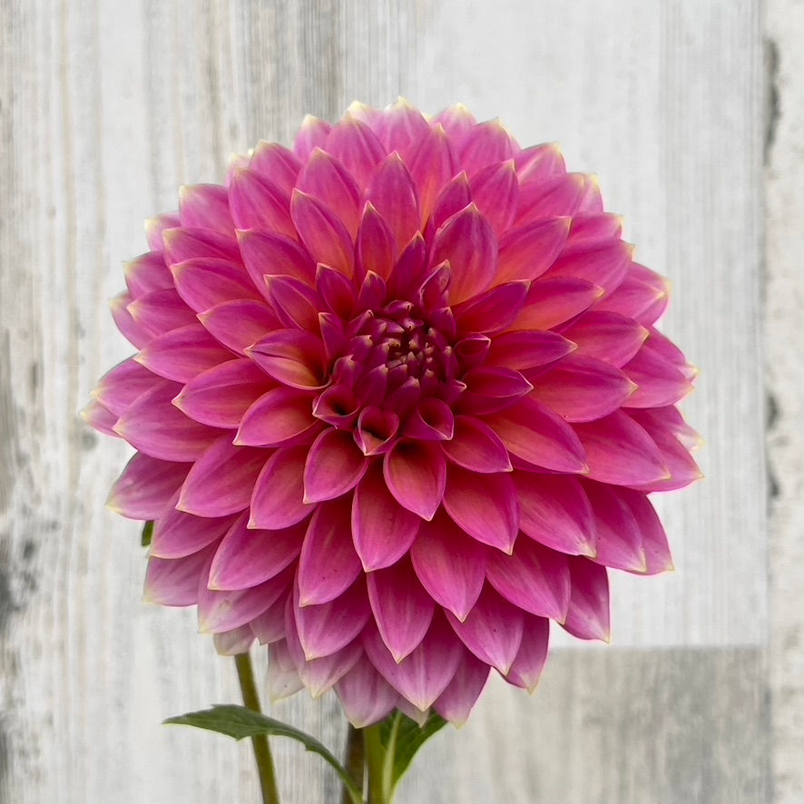 Bloomquist Mojo | DreamlandFlowerFarm