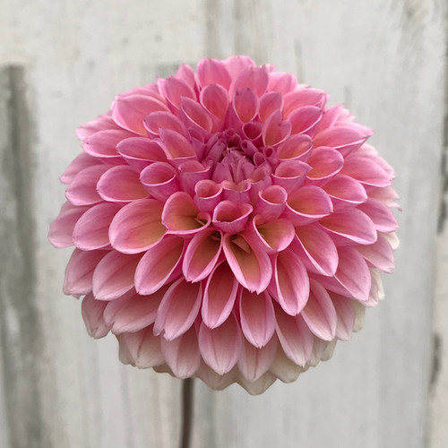 Bracken Ruse (AKA Bracken Rose) | DreamlandFlowerFarm