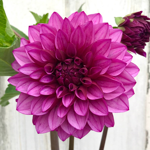 Versa | DreamlandFlowerFarm