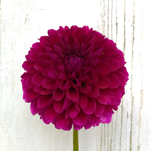 Jessie G | DreamlandFlowerFarm