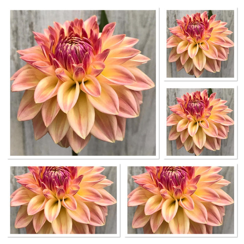 Bloomquist Alan Bulk- 5 Tubers | DreamlandFlowerFarm