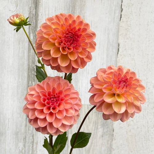 Lark's Ebbe | DreamlandFlowerFarm