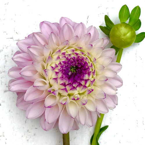 Genova | DreamlandFlowerFarm