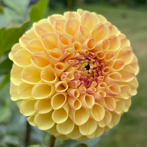 Ferncliff Spice | DreamlandFlowerFarm