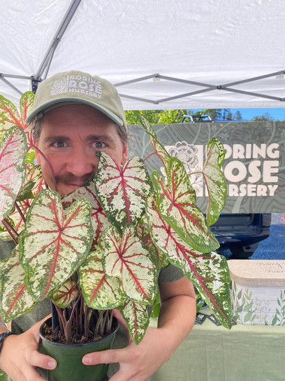 PLANTS | Boring Rose Brewing