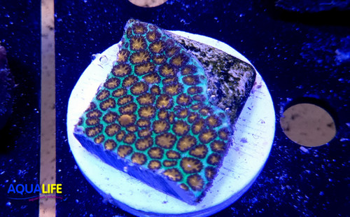 Leptastrea ultra color | aqualife