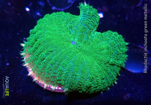 Rhodactis inchoata green metallic | aqualife