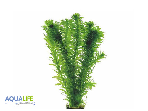 Elodea SP. | aqualife