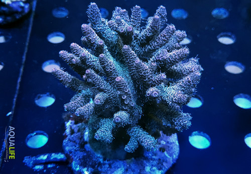 Acropora millepora pink | aqualife