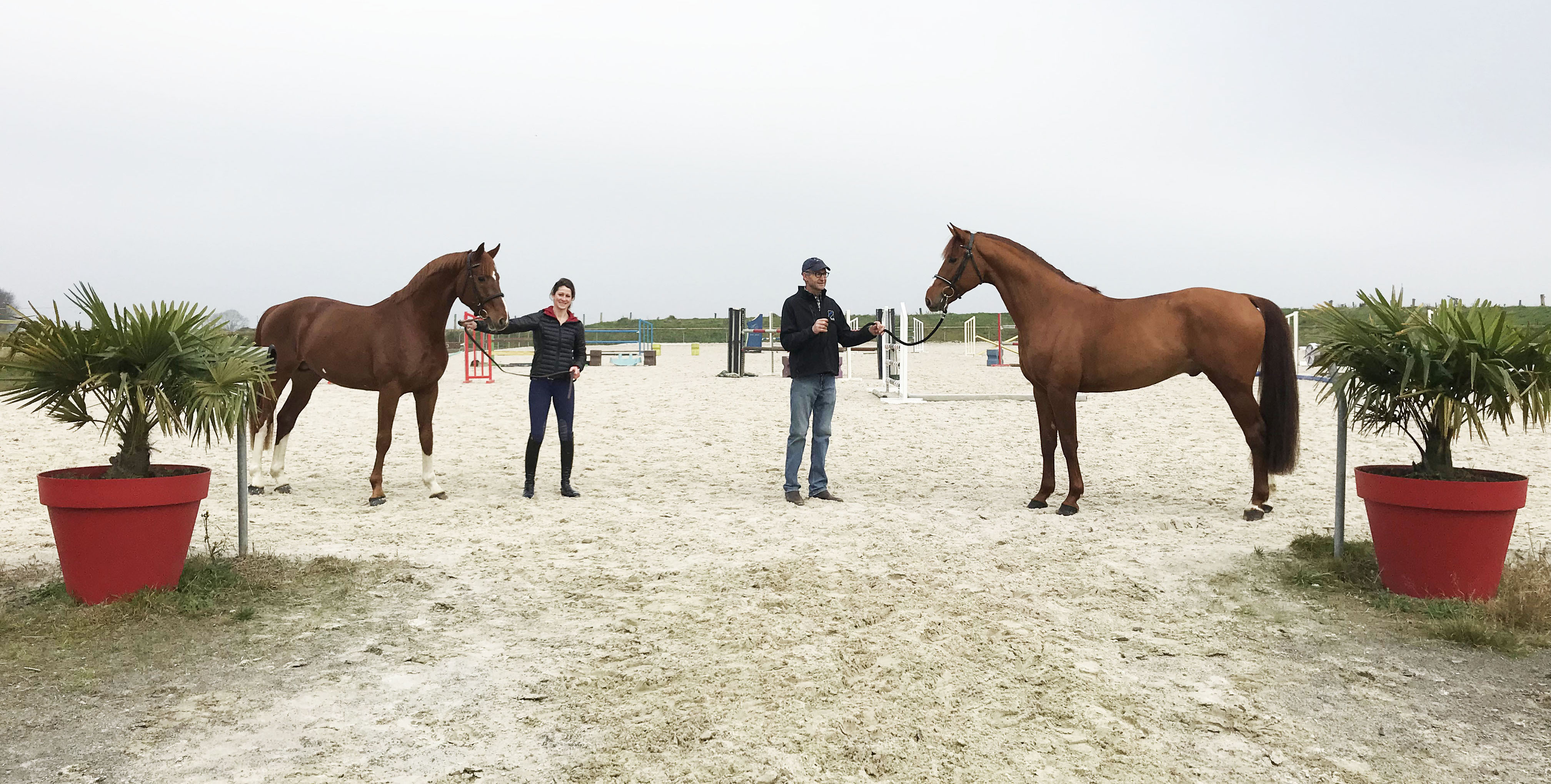 Elevage Longane | Vente de chevaux de sport en Normandie