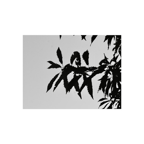 Sihouette leaves | Levi O'Brien Trees
