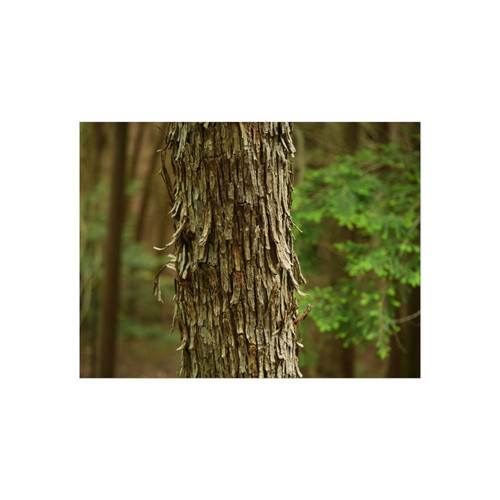 Ostrya bark | Levi O'Brien Trees