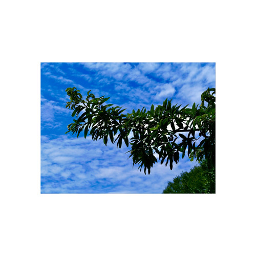 Blue Sky | Levi O'Brien Trees